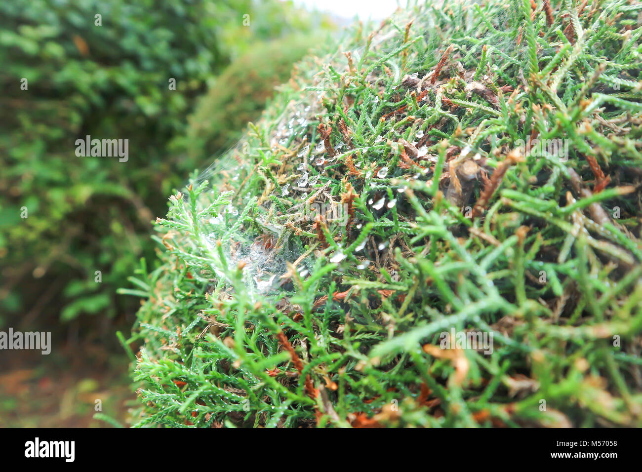 web or cobweb or gossamer on the pine tree Stock Photo - Alamy