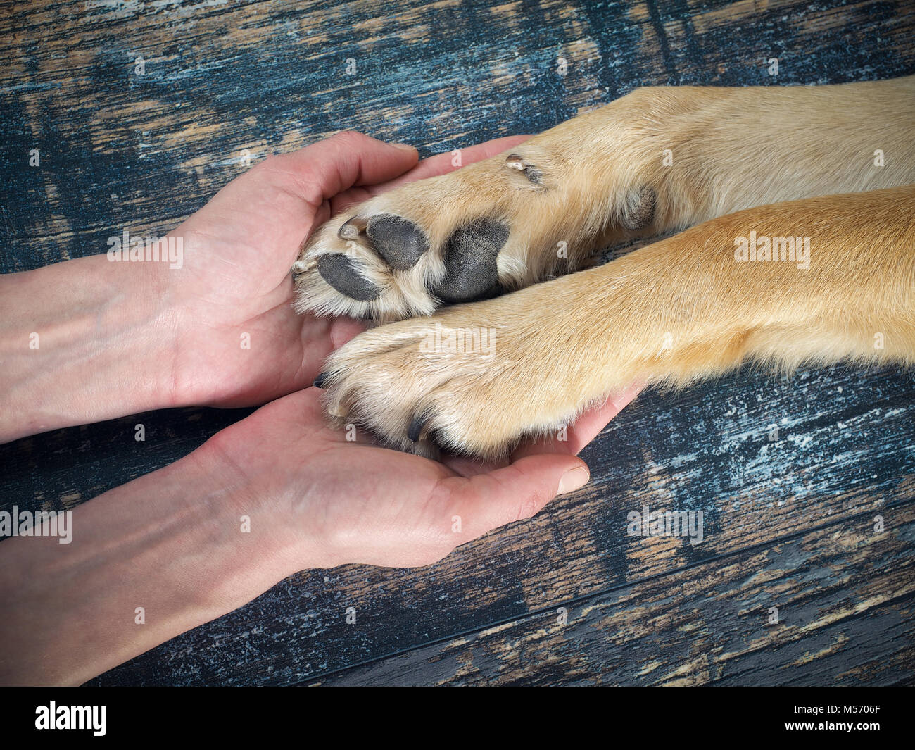Human hands gently holding the dog's paws. Wooden background Stock ...
