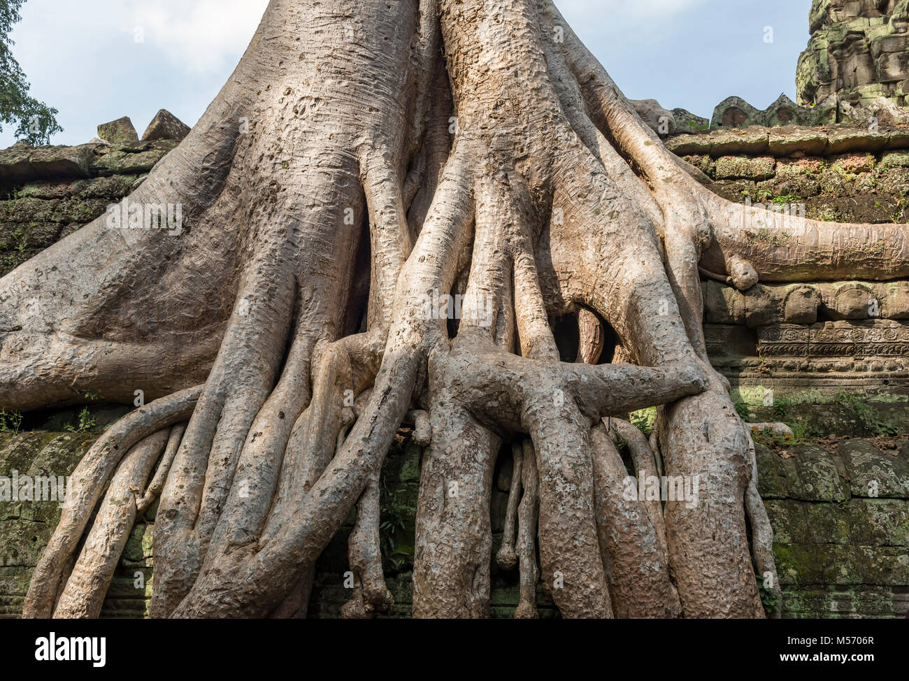 Roots of spung tree at the second enclosure of Ta Prohm jungle Temple ...