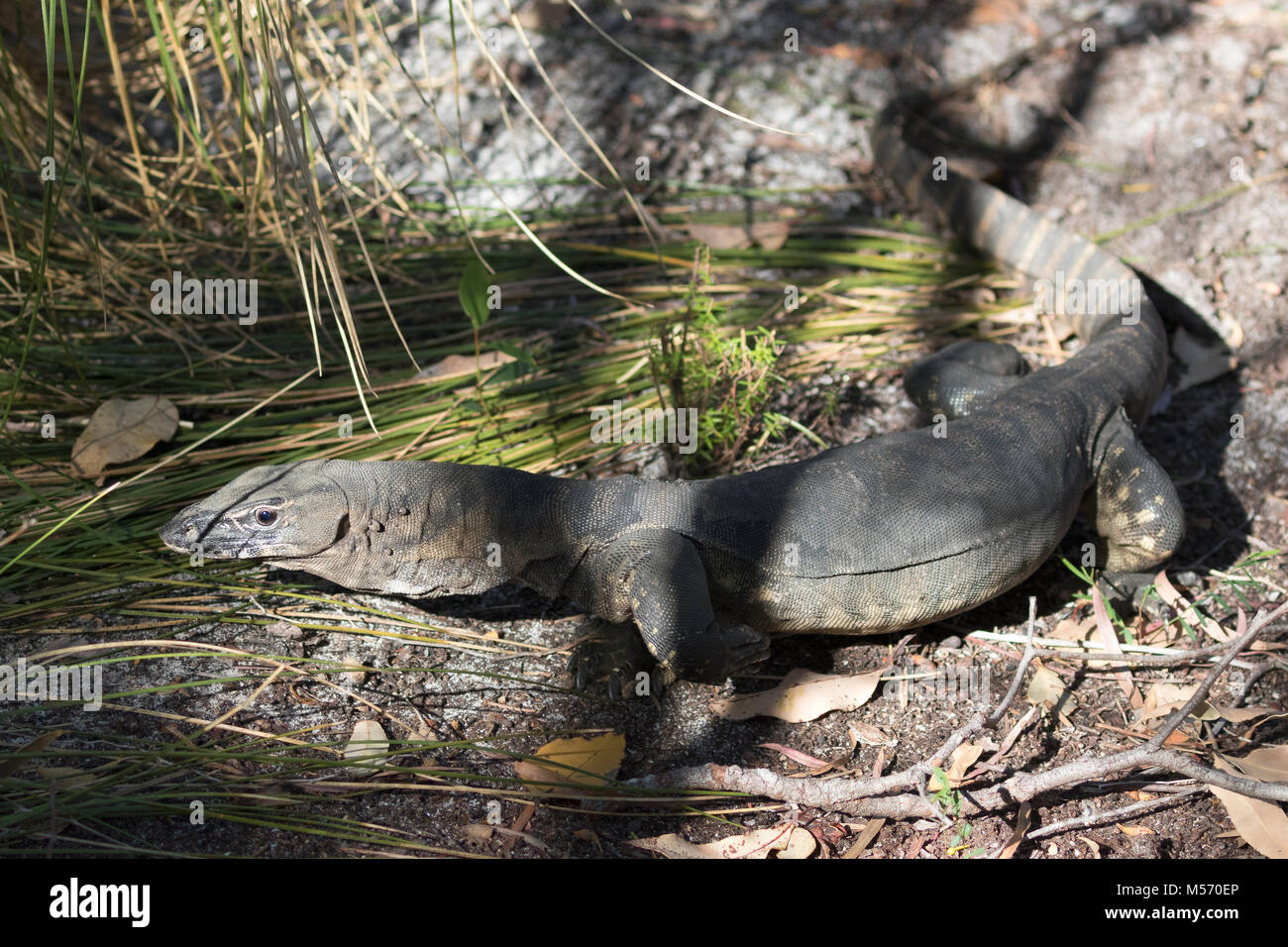 Australian blackwood hi-res stock photography and images - Alamy