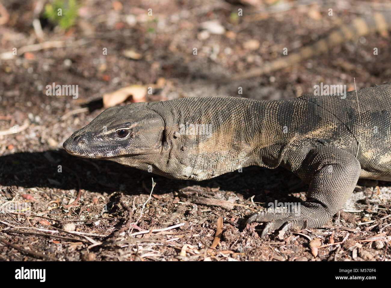 A Heath Goanna or, as they are also called, a Rosenberg's Goanna ...