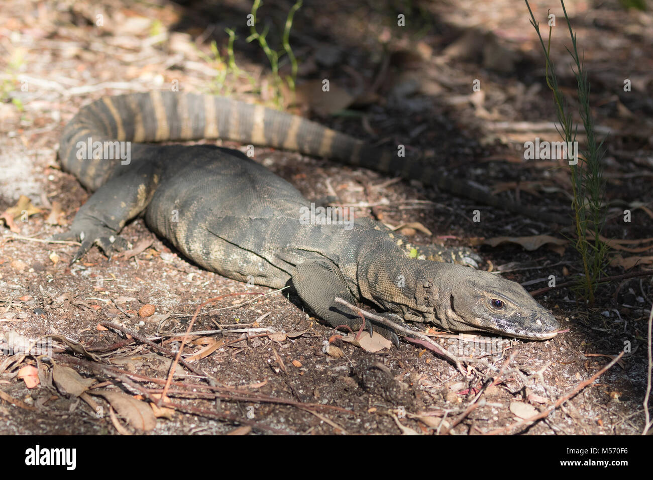 A Heath Goanna or, as they are also called, a Rosenberg's Goanna ...