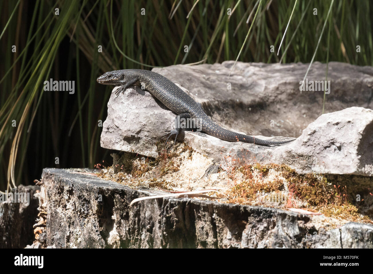 A King's Skink (Egernia kingii) on Molloy Island, in the Blackwood ...