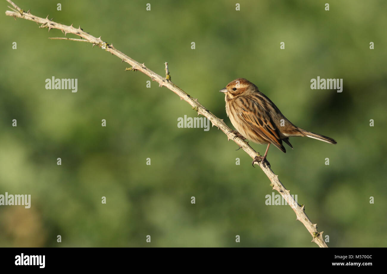 Bramble twig hi-res stock photography and images - Alamy