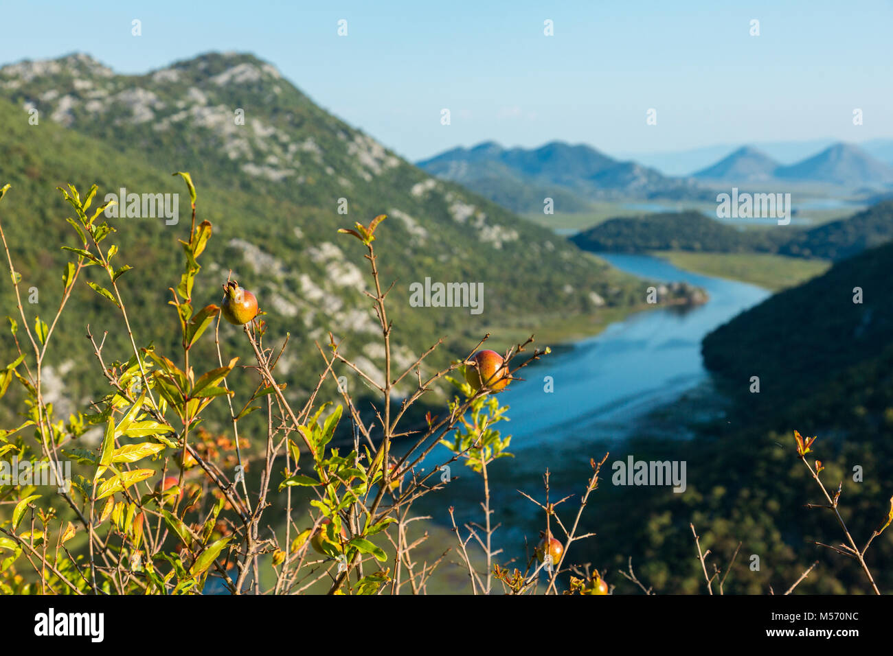 River bend view of the Rijeka Crnojevica river in Skadar Lake National Park, Montenegro, Europe ...