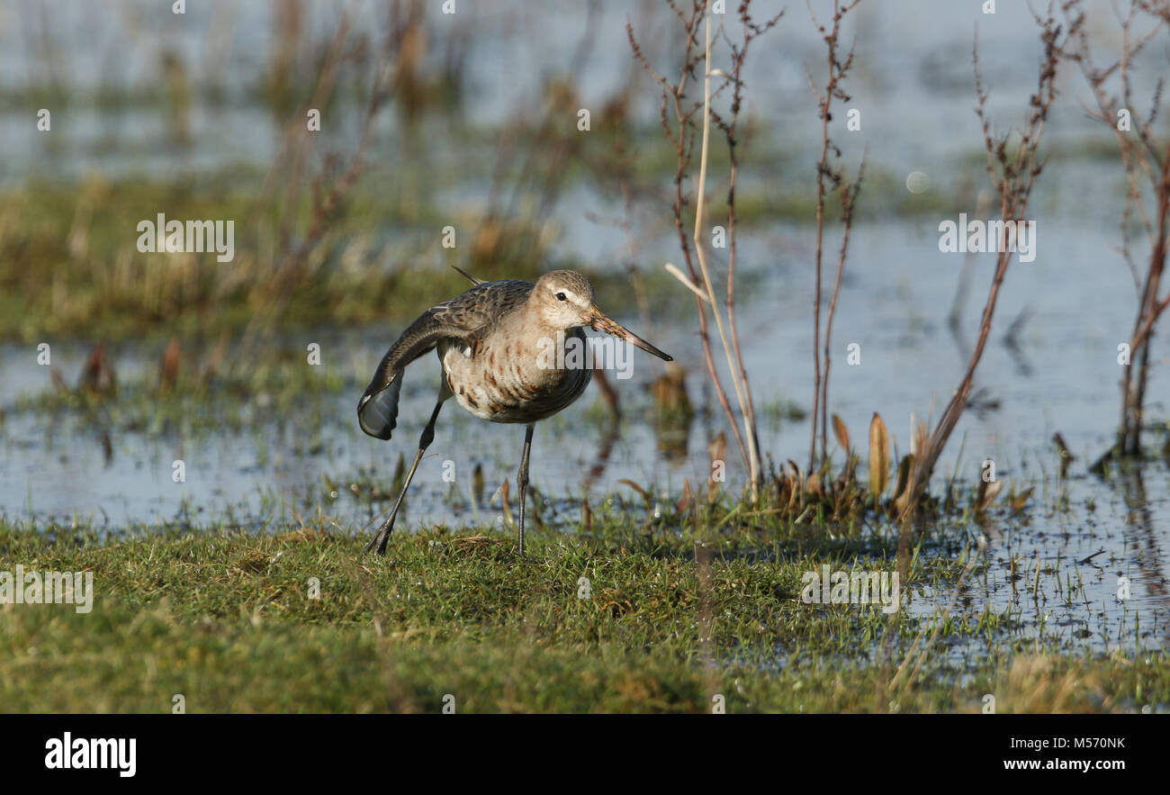Waterlogged field bird hi-res stock photography and images - Alamy