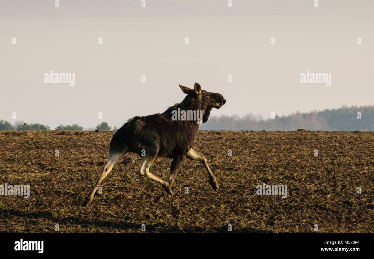 Moose, deer, wildlife Stock Photo - Alamy