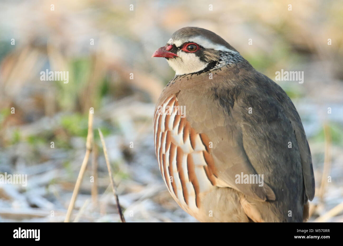 A stunning Red-legged Partridge ( Alectoris rufa) on a frosty cold ...