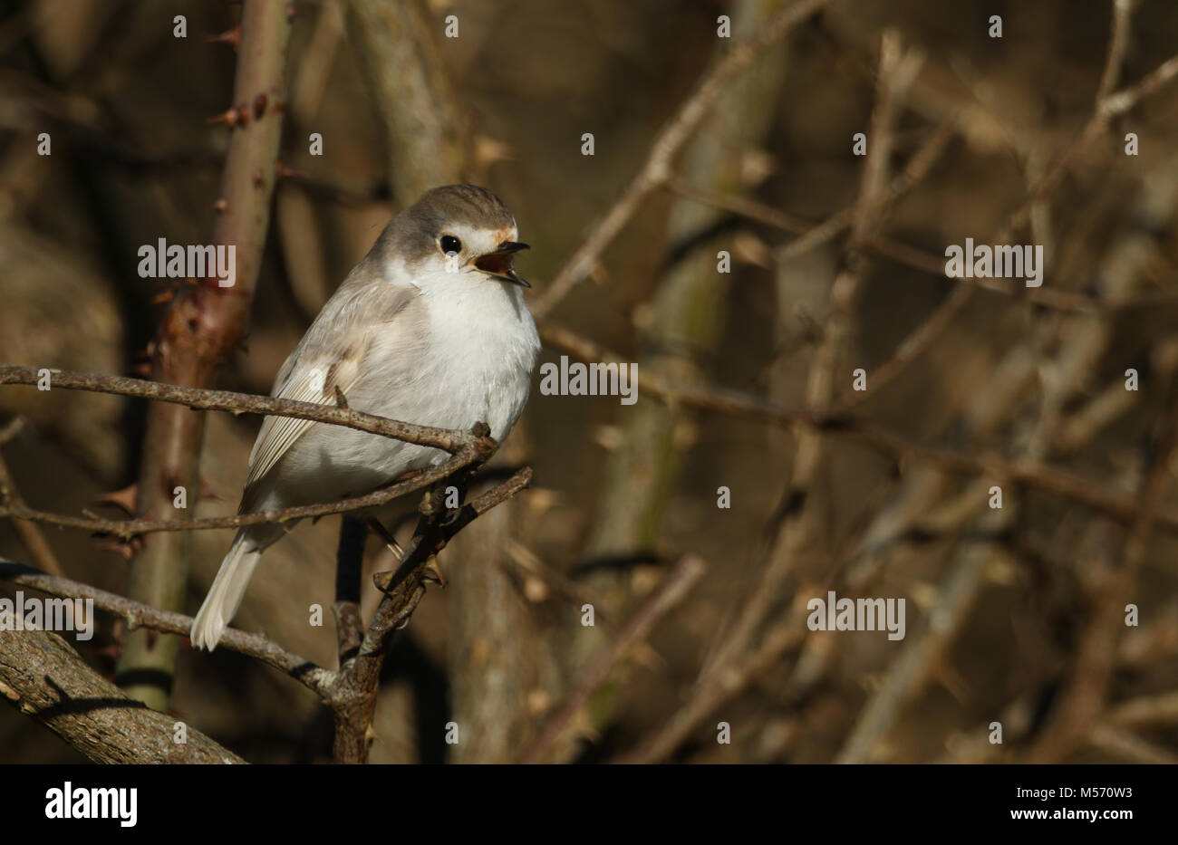 A singing rare Leucistic Robin (Erithacus rubecula) perched in a tree ...