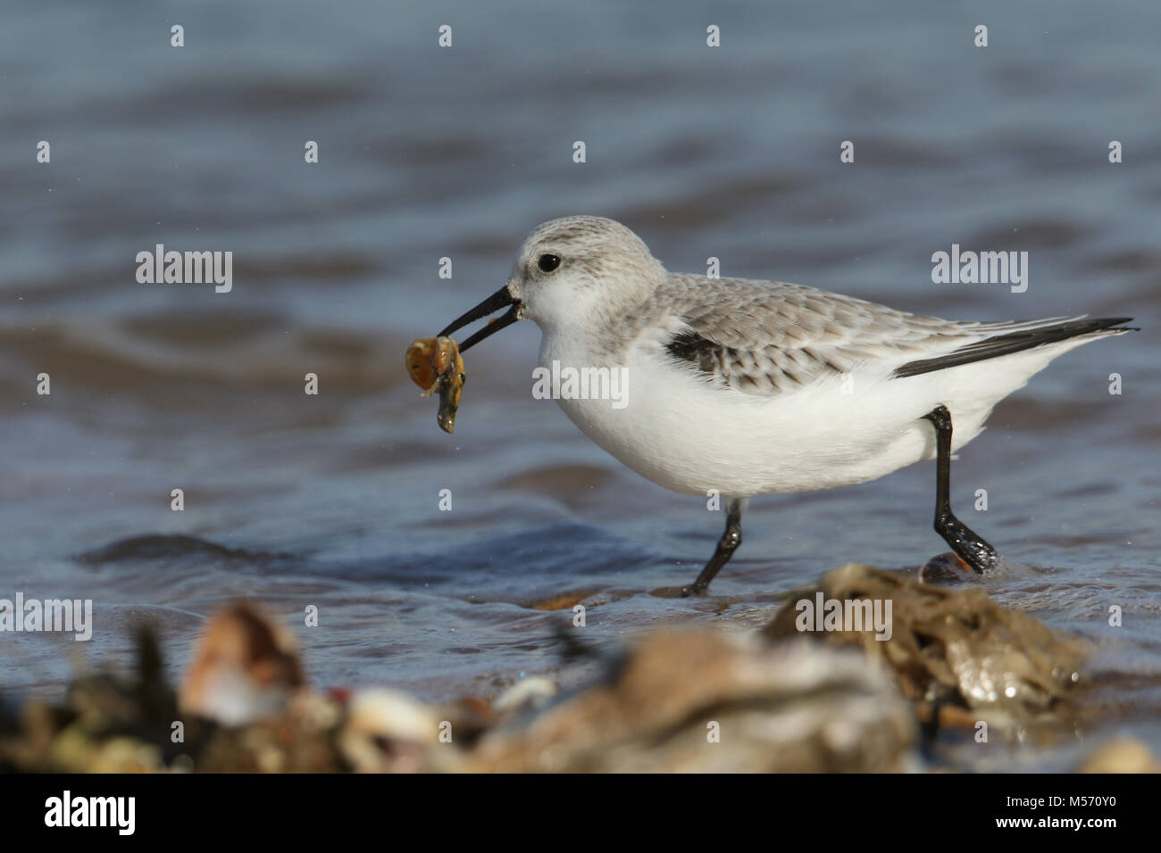 Sanderling running shoreline hi-res stock photography and images - Alamy