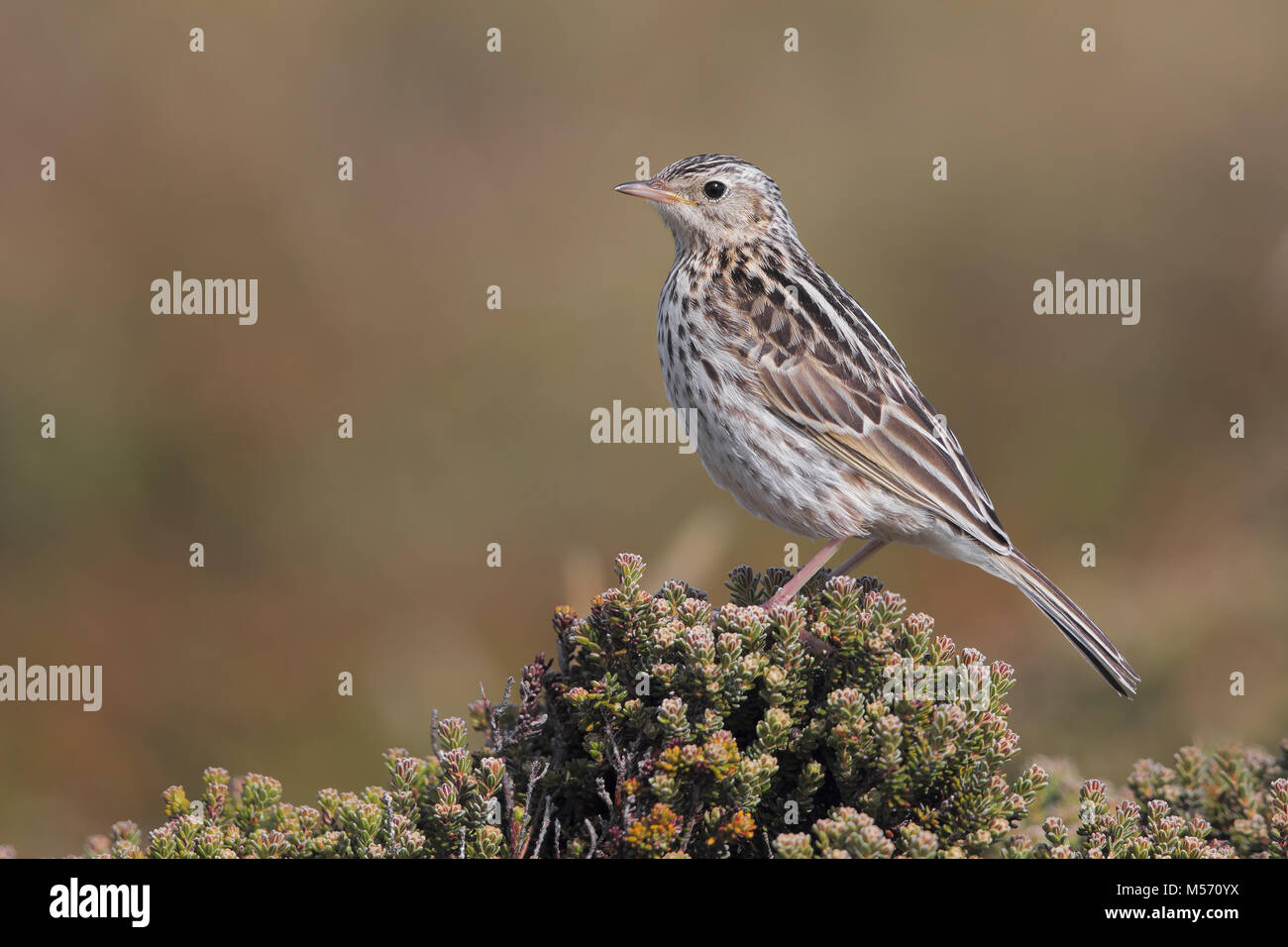 Falkland islands birds hi-res stock photography and images - Alamy