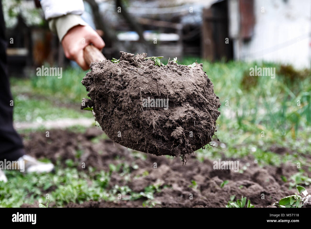 A woman's hand digs soil and soil with a shovel. Close-up, Concept of ...