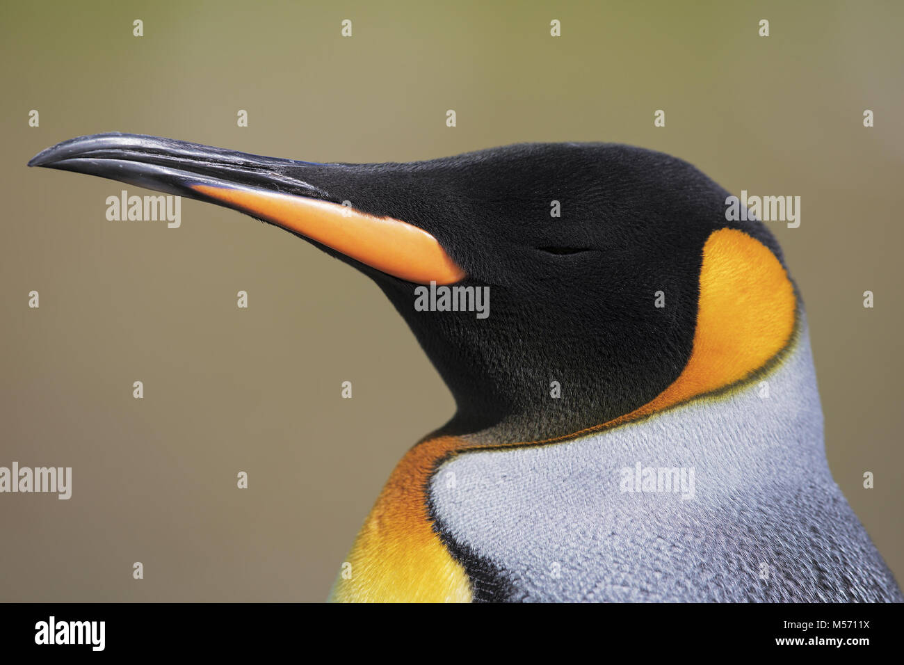 King Penguin portrait Stock Photo - Alamy
