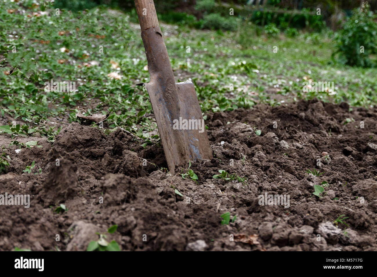 A woman's hand digs soil and soil with a shovel. Close-up, Concept of ...