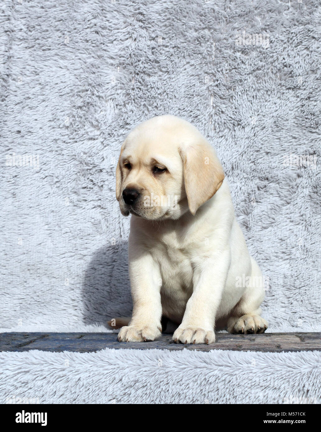 Yellow Lab Puppy Sitting