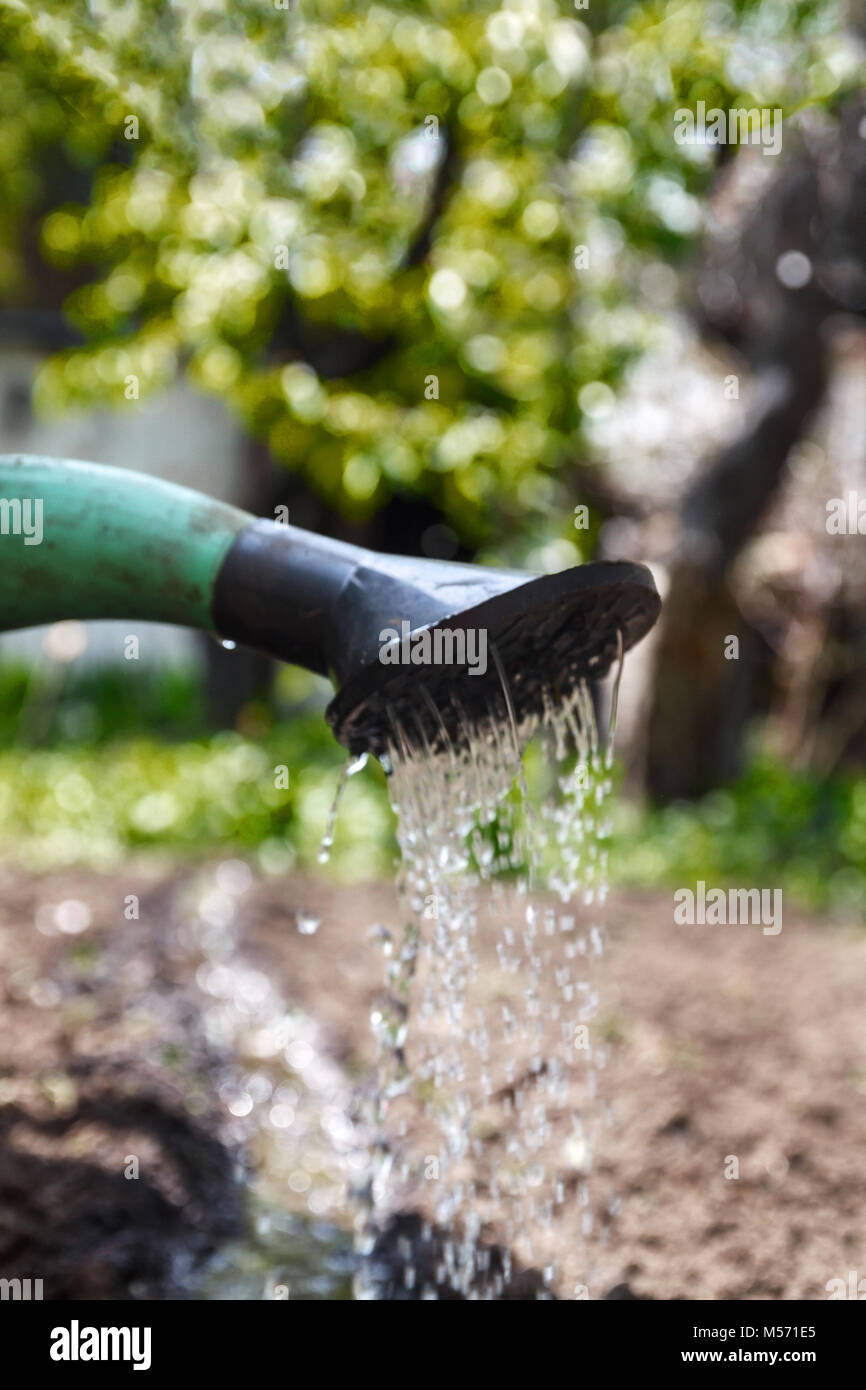 Water the soil from the watering can. Close-up, concept gardening, yard ...