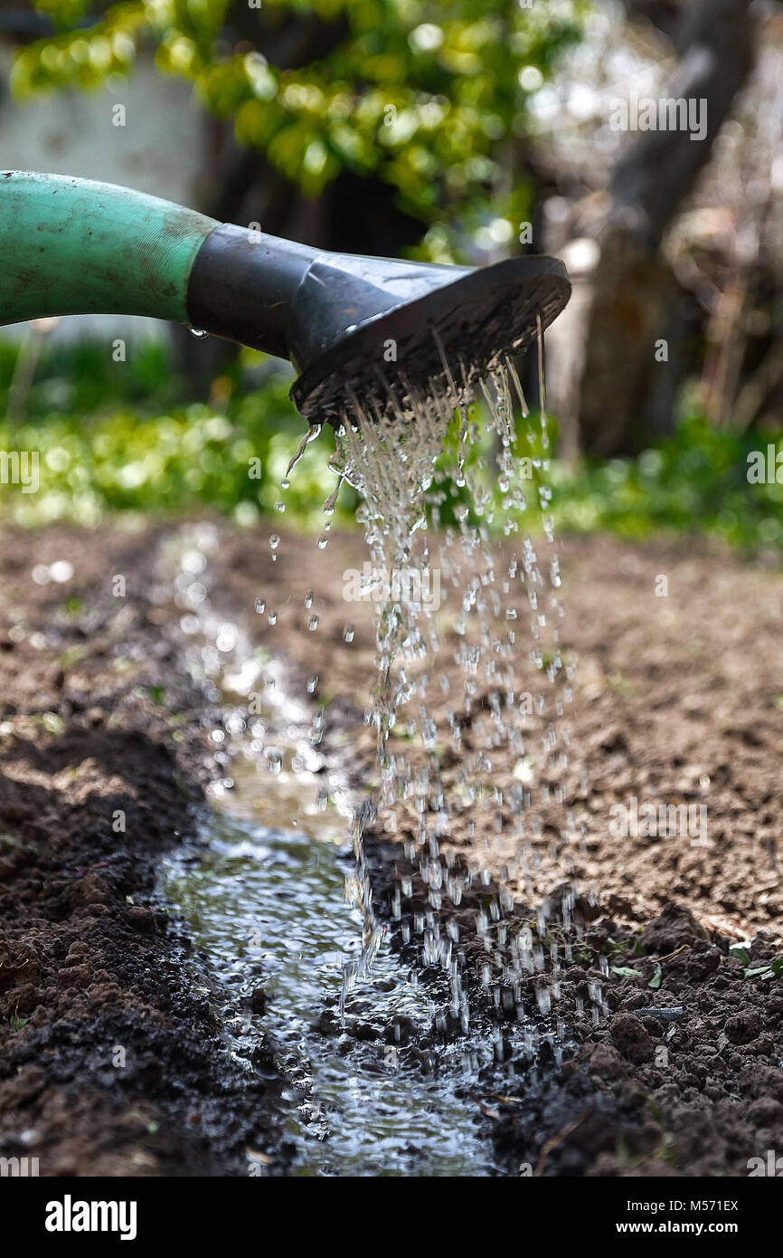 Water the soil from the watering can. Close-up, concept gardening, yard ...