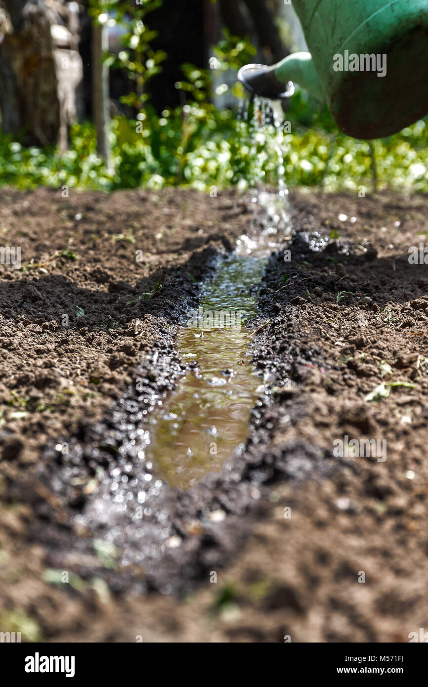 Water the soil from the watering can. Close-up, concept gardening, yard ...