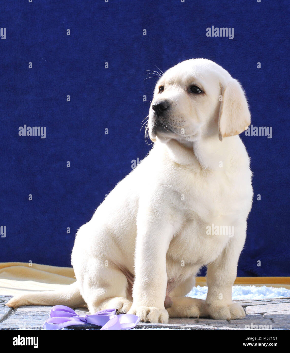 a little cute yellow labrador puppy sitting on blue background Stock ...