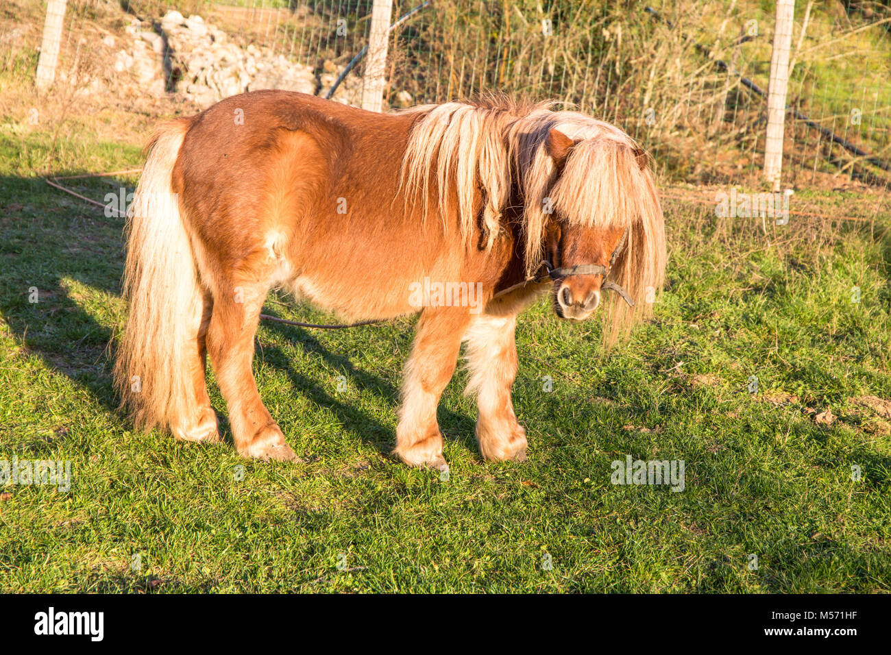 Bucking pony hi-res stock photography and images - Alamy