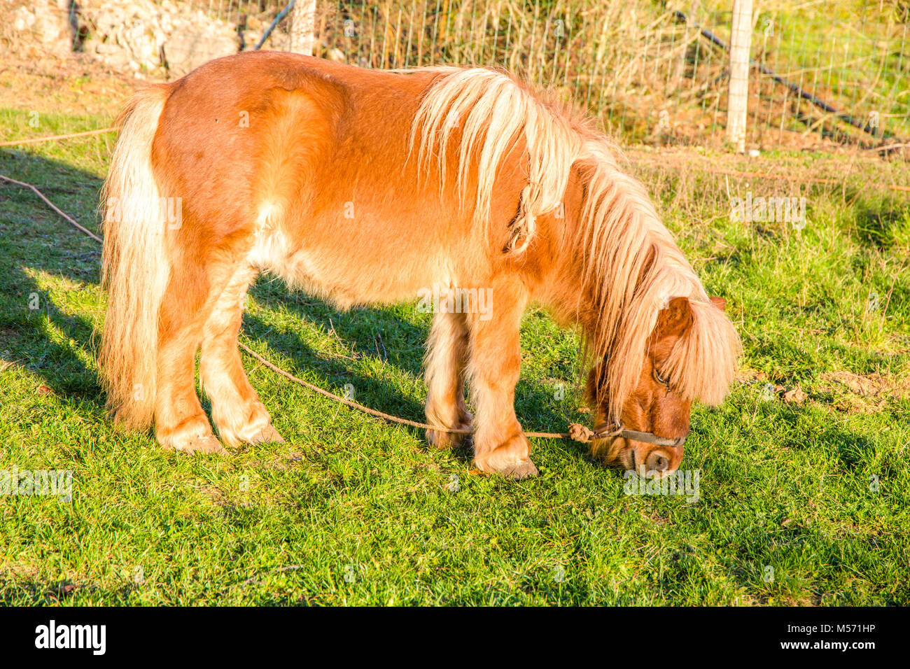 Bucking pony hi-res stock photography and images - Alamy