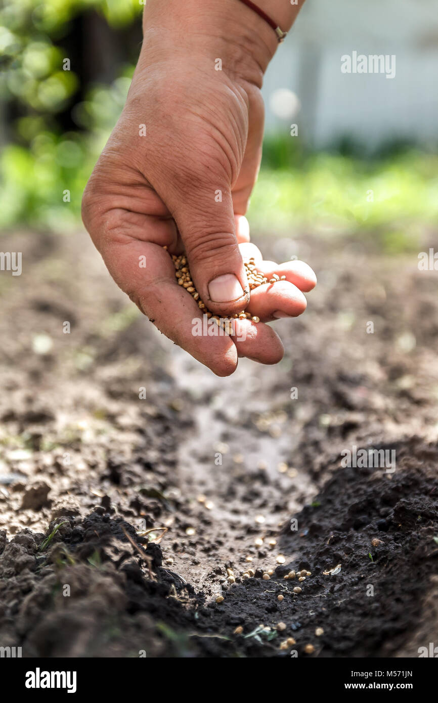 a hand sowing seeds into the soil Stock Photo - Alamy