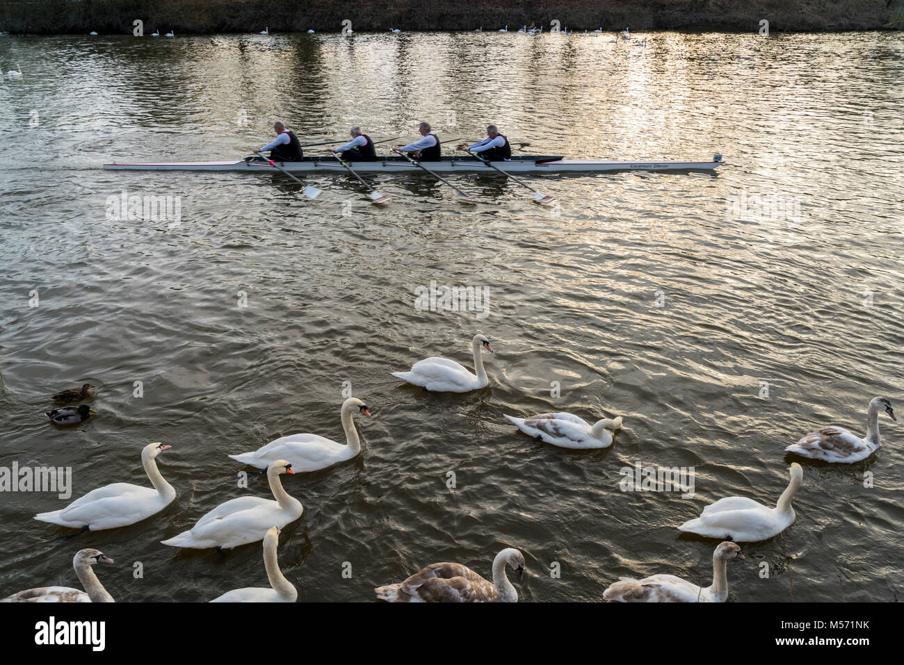 Worcester swans hi-res stock photography and images - Alamy