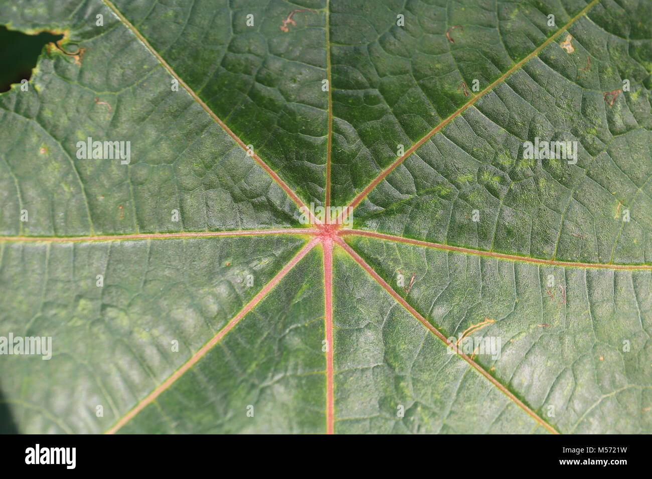 leaf view crossing Stock Photo - Alamy