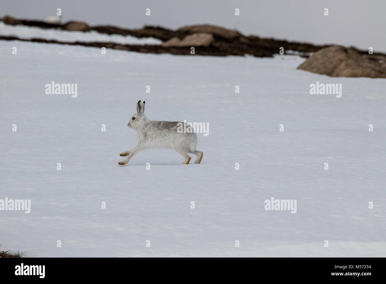 mountain hare, Lepus timidus, in winter on slopes of the cairngorms ...