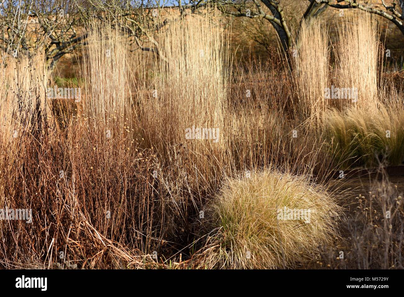 Dried grass hi-res stock photography and images - Alamy
