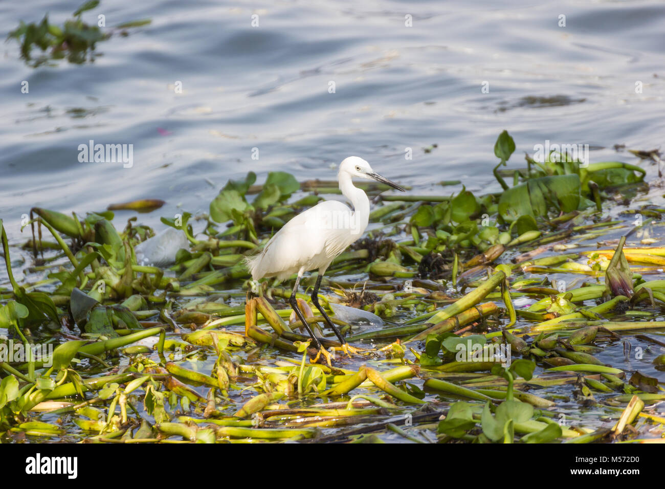 Eastern Great Egret walking in water And look for fish to eat Stock ...