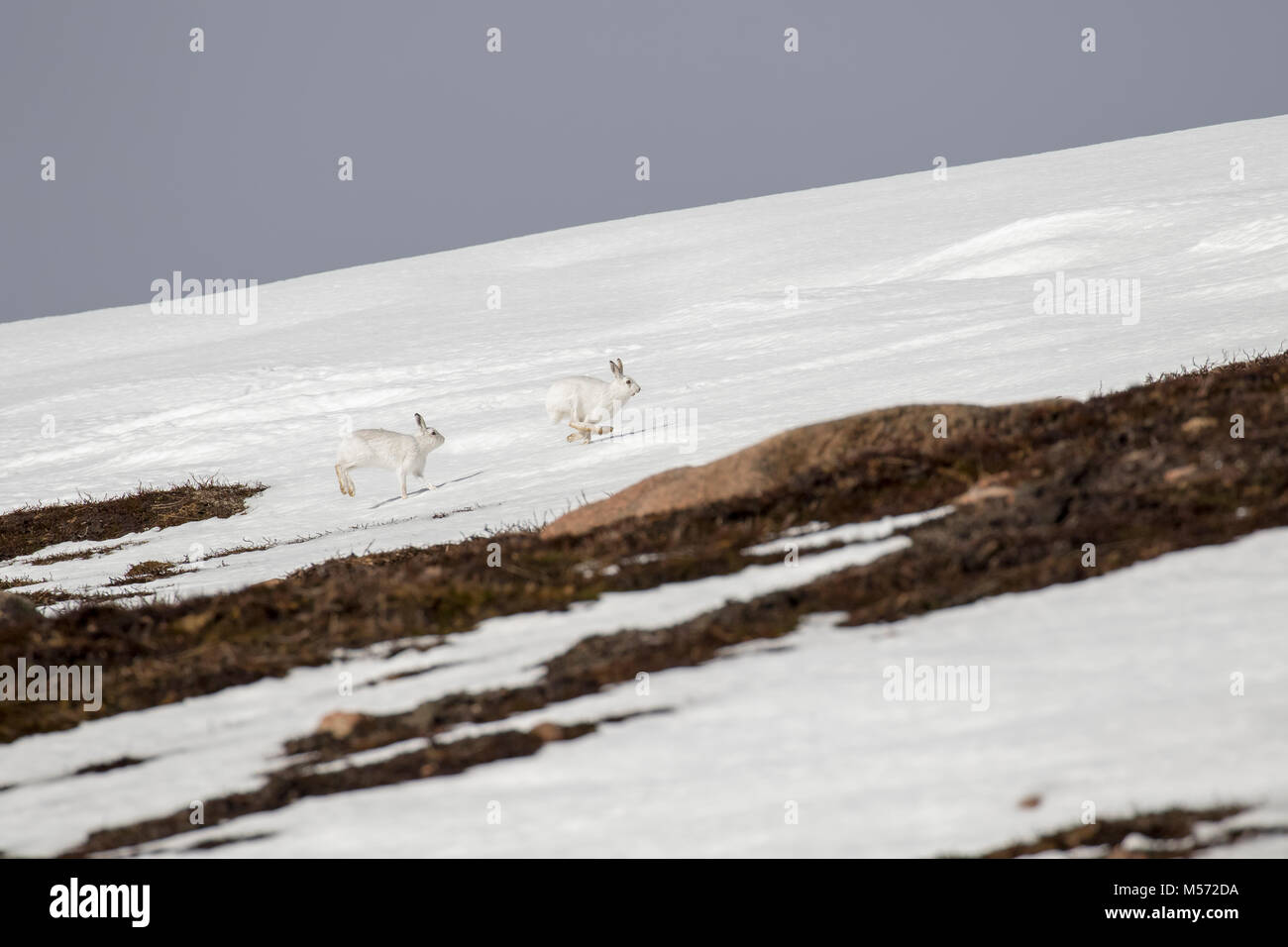 mountain hare, Lepus timidus, in winter on slopes of the cairngorms ...