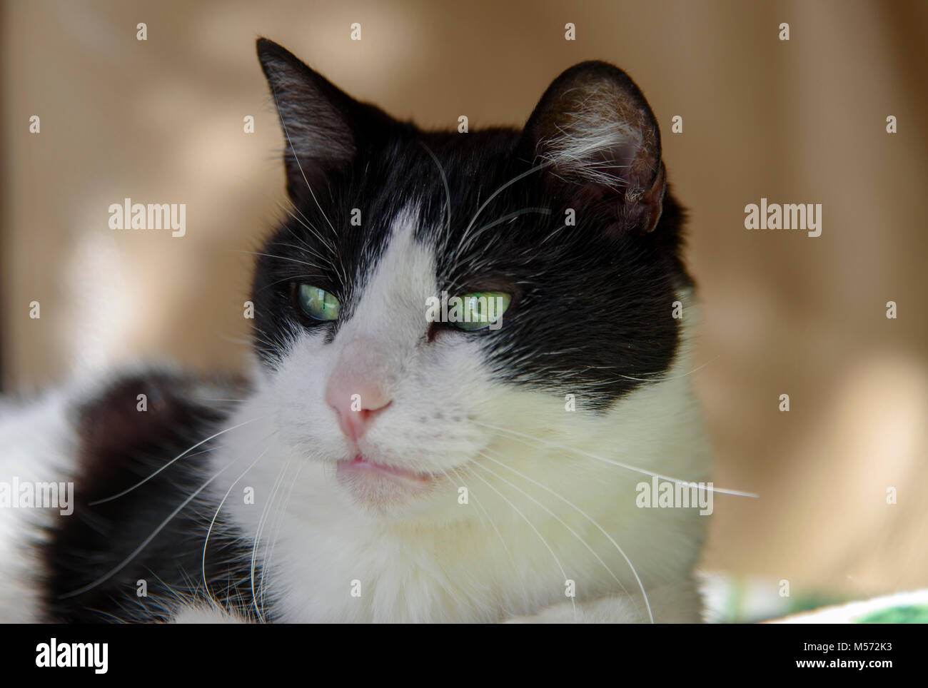 Pied cat, black and white Stock Photo - Alamy