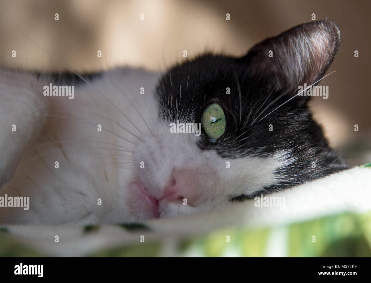Pied cat, black and white Stock Photo - Alamy