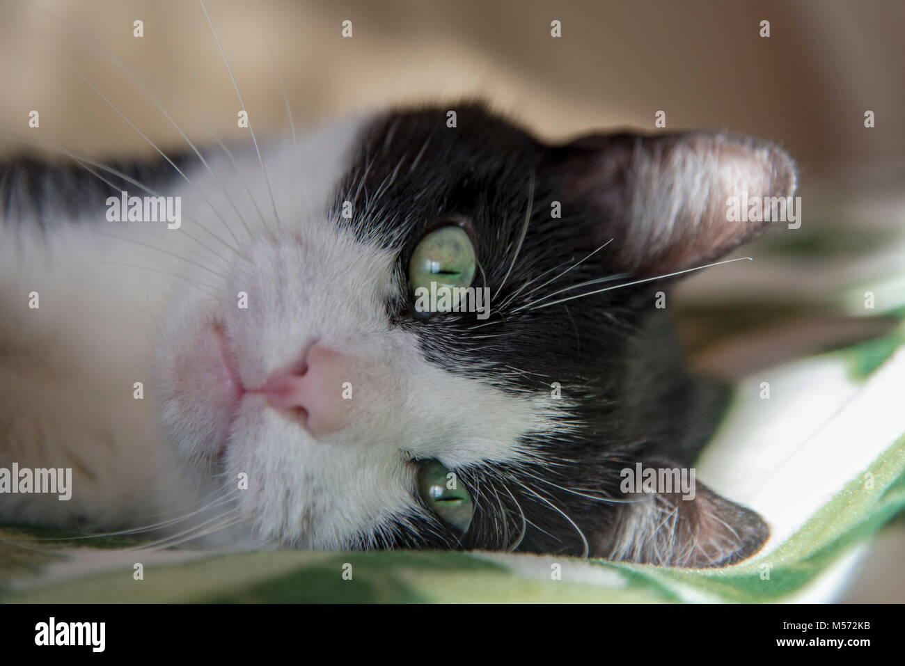 Pied cat, black and white Stock Photo - Alamy