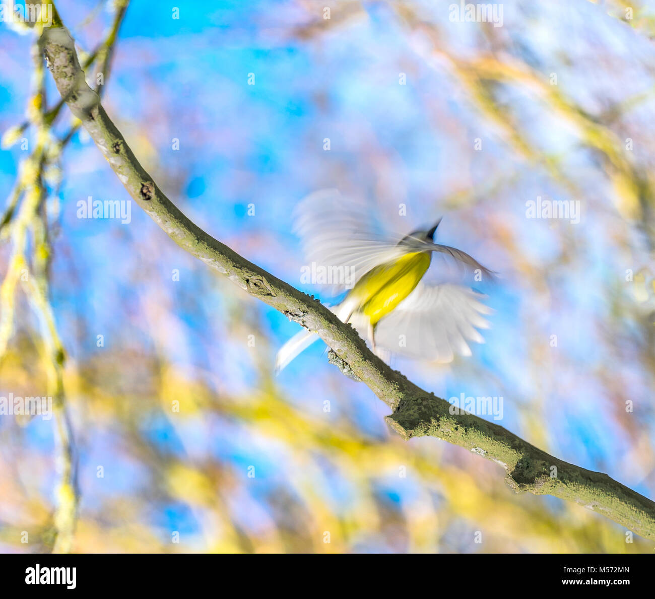 beautiful yellow bird in flight Stock Photo - Alamy