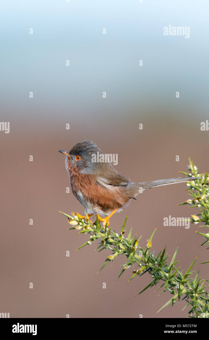 Dartford warbler (Sylvia undata), a small bird perched on a gorse bush ...