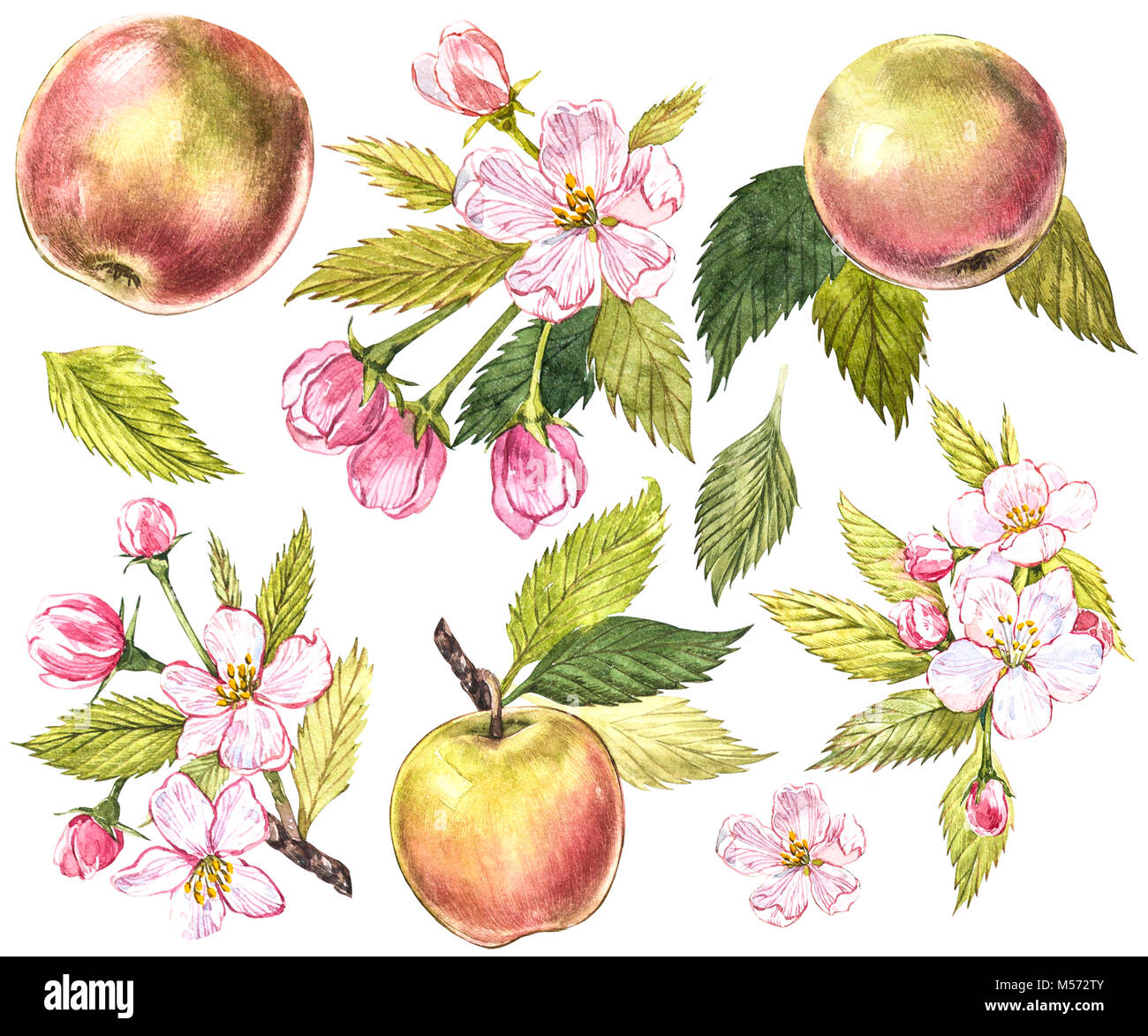 Collection of highly detailed hand drawn apples. Watercolor botanical ...