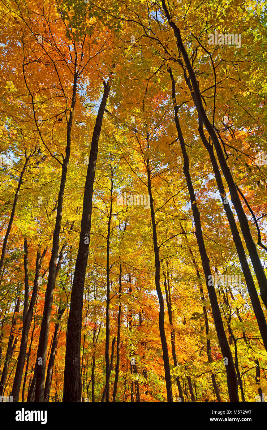 Sea of Yellow in the Fall in Brown County State Park in Indiana Stock ...