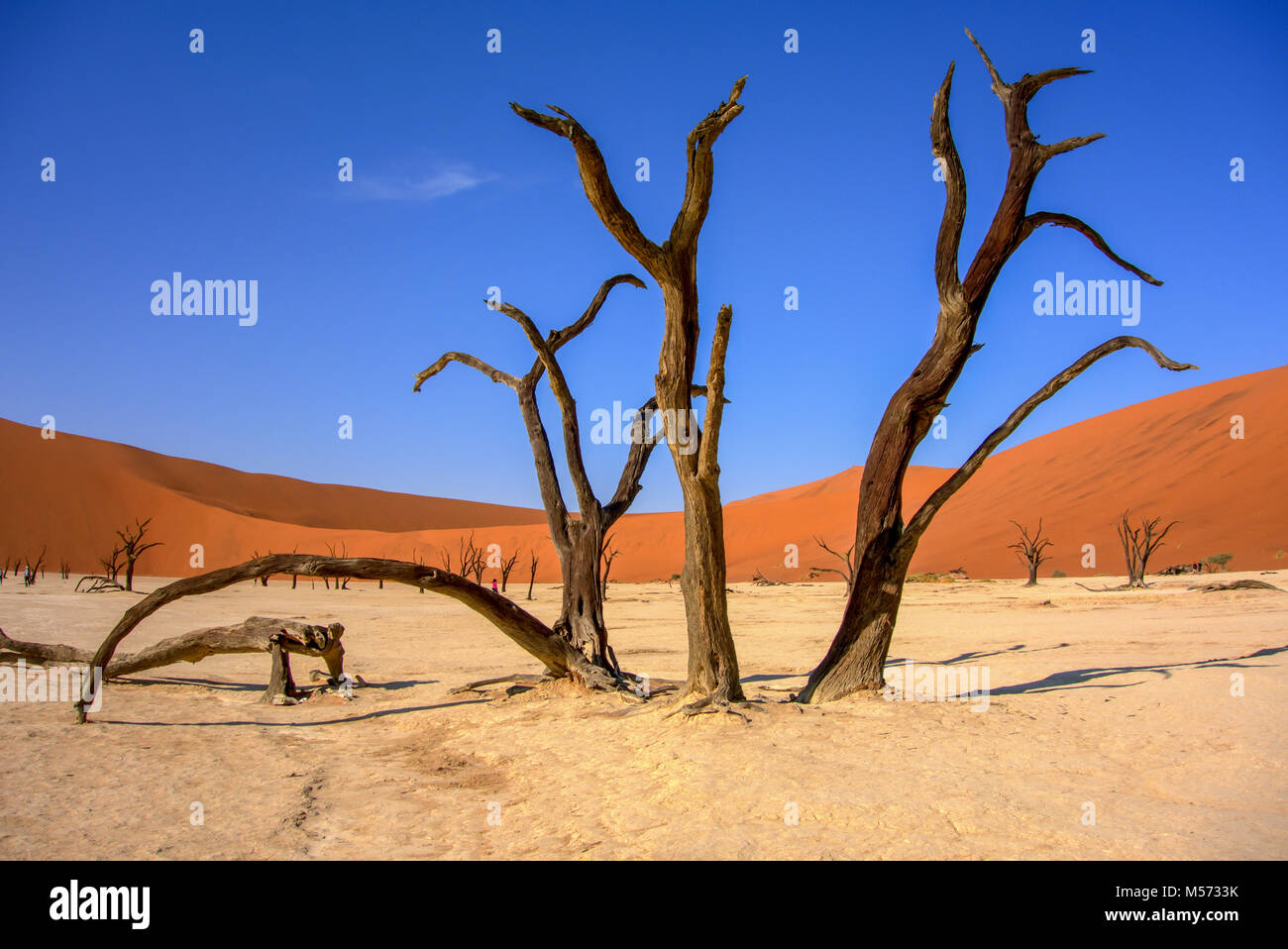 Skeleton tree in deadvlei hi-res stock photography and images - Alamy