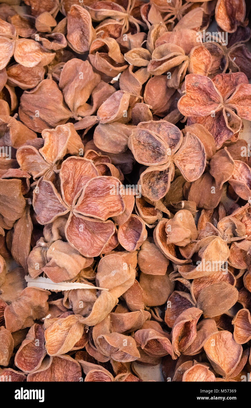 dried opened land lotus pods on a pile in a box dry floristic ...