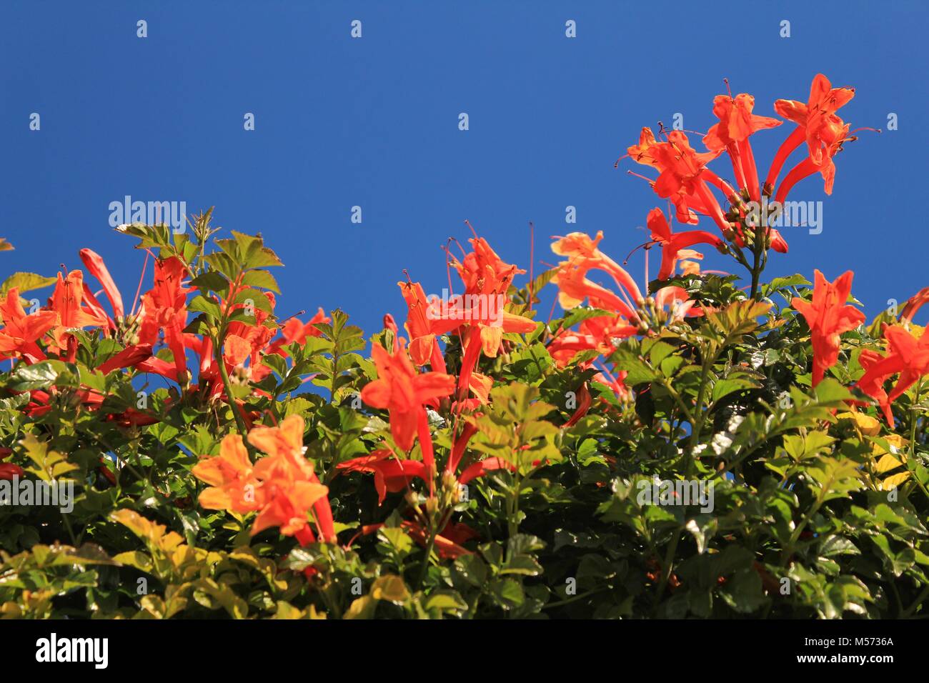 Beautiful and colorful orange Bignonia Capensis flowers in the garden ...