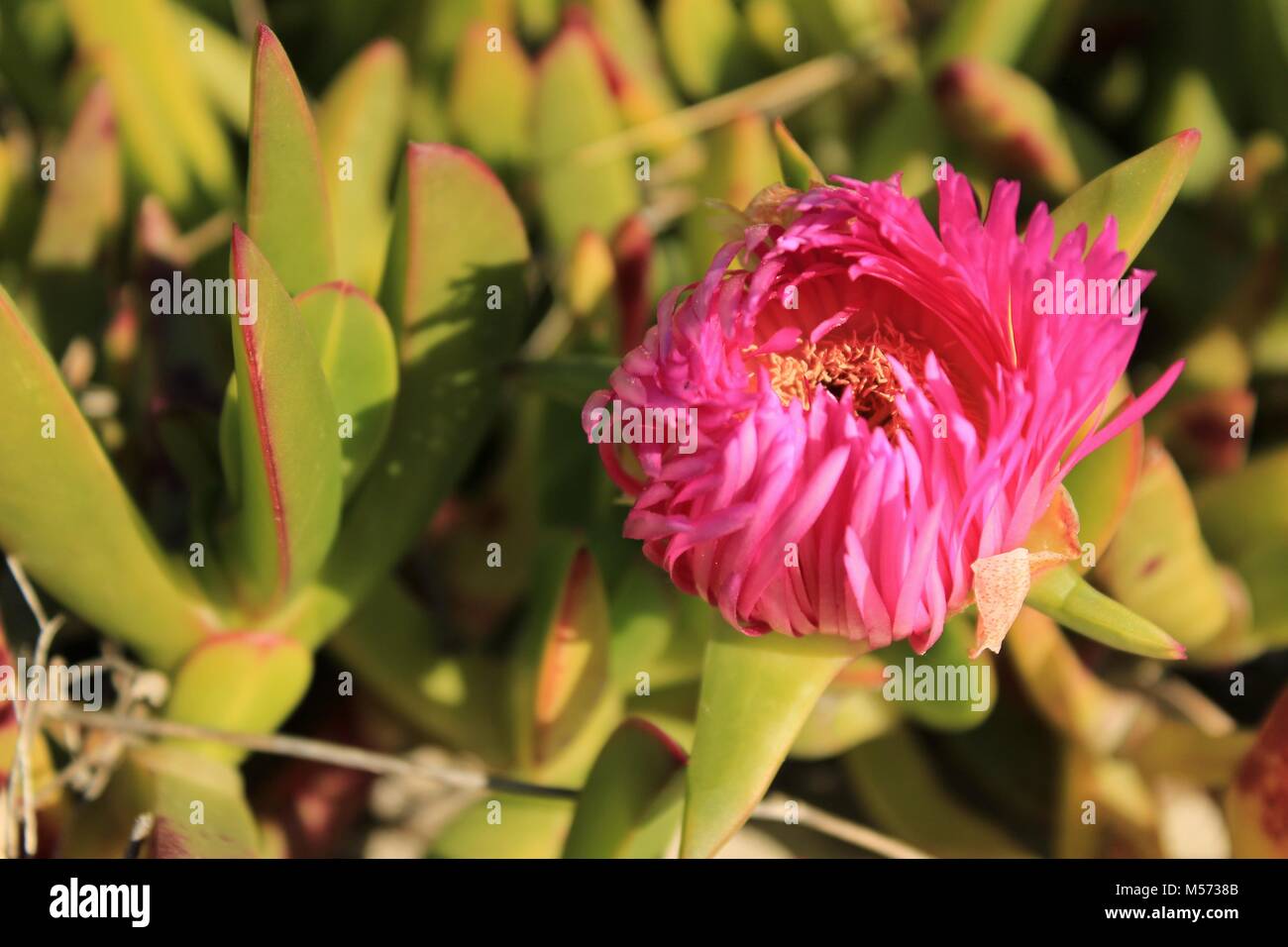 Carpobrotus edulis plant in the garden in spring Stock Photo - Alamy