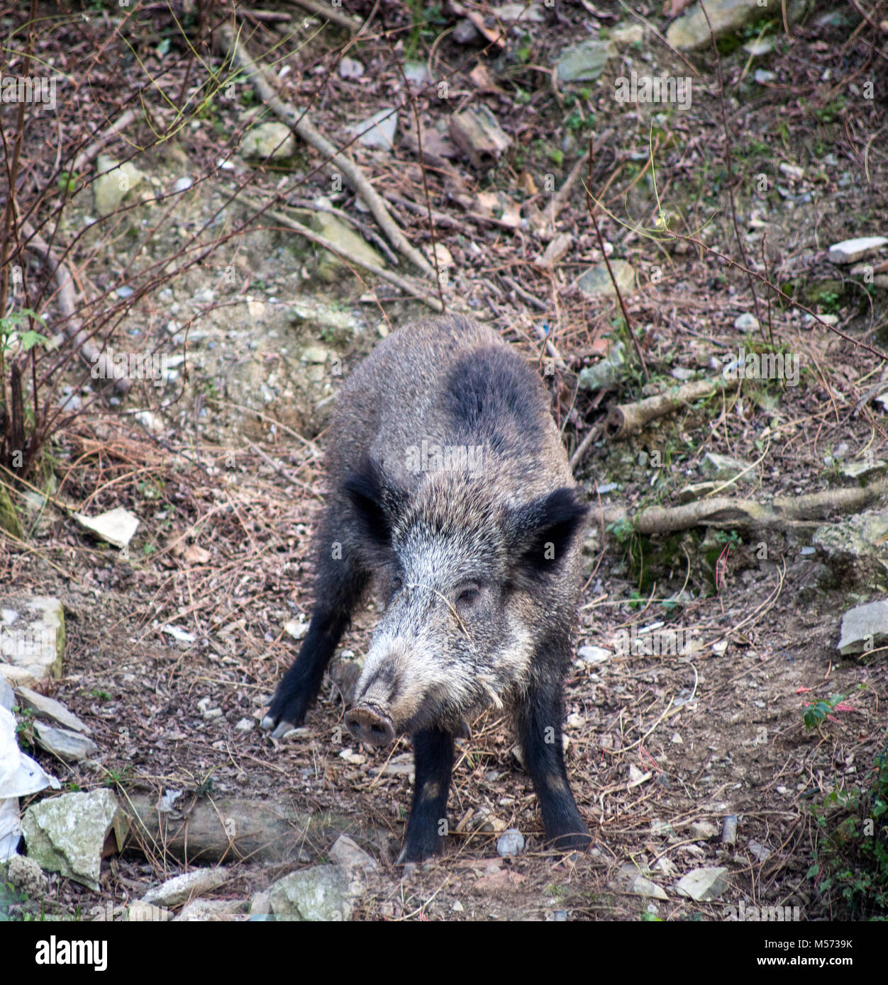 Baby boar asia hi-res stock photography and images - Alamy
