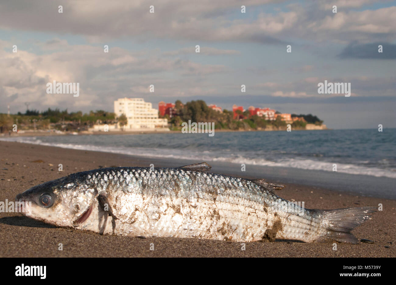 A rouge fish seems a bit out of water on a beach in southern Spain ...