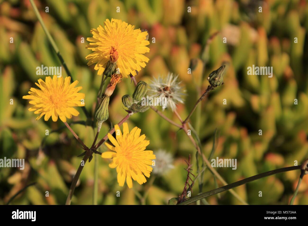 Beautiful and colorful Taraxacum Officinale flower Stock Photo - Alamy