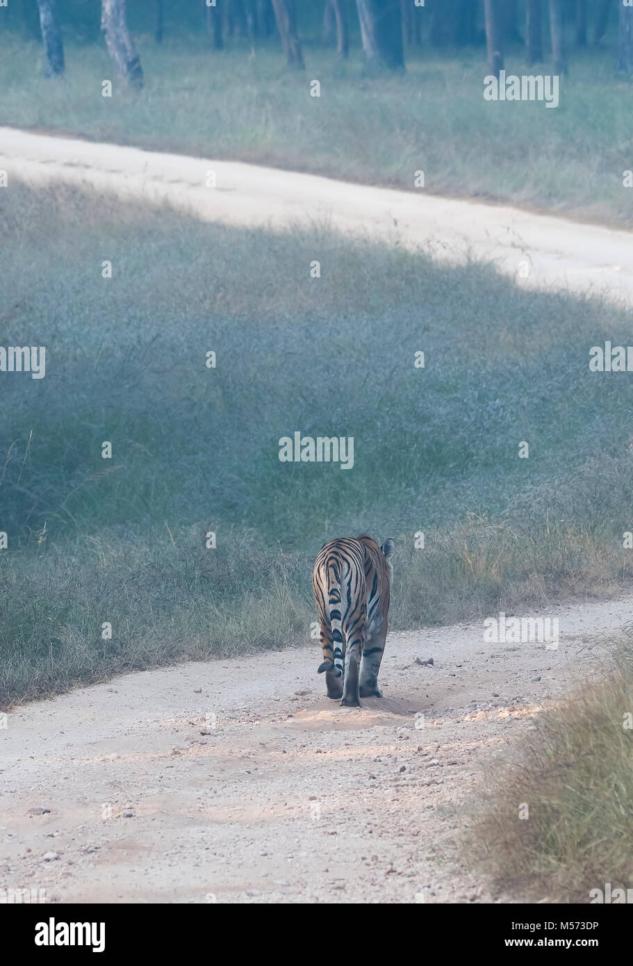 Young tiger cub walk hi-res stock photography and images - Alamy