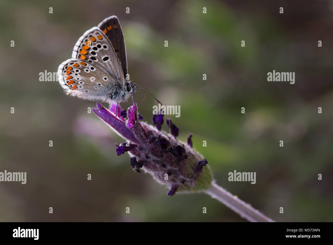Butterfly photographed in their natural environment Stock Photo - Alamy