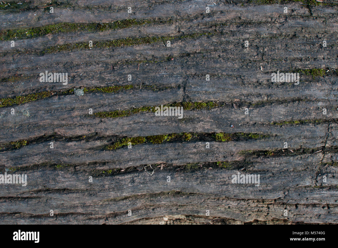 bark of a tree Stock Photo - Alamy