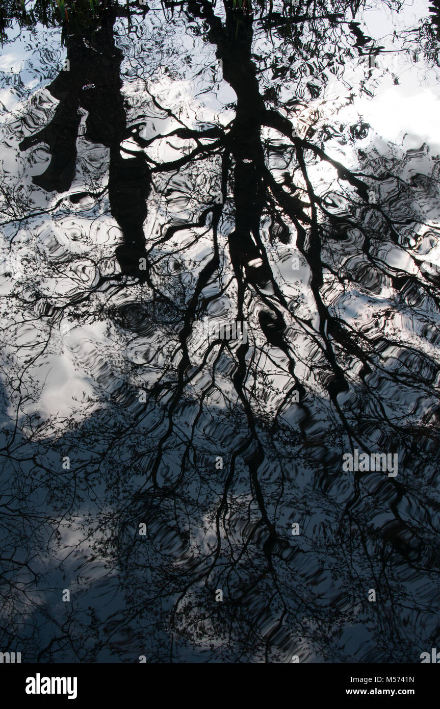 trees reflected on water Stock Photo - Alamy